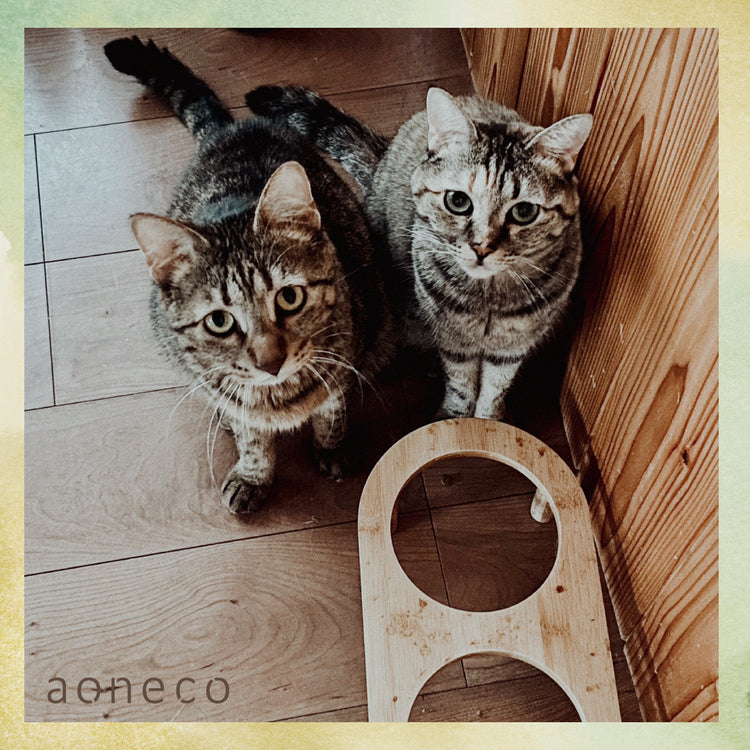 アオニャンコNo.001_セン＆クラ – aoneco Project