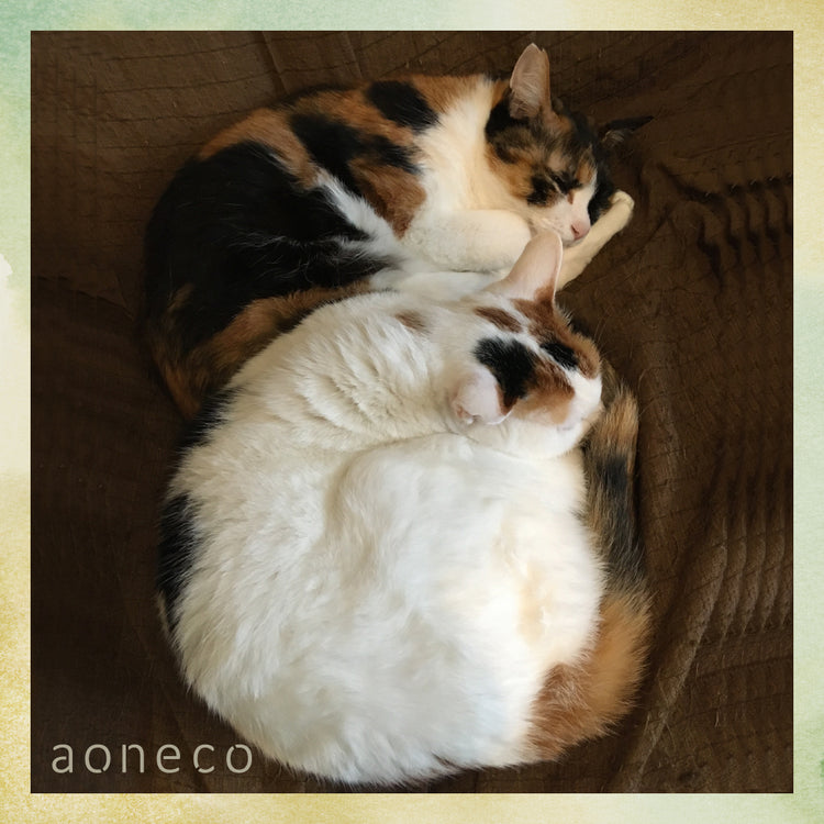 Blue Nyanko No.003_Haru & Aki – aoneco Project