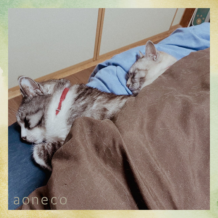 アオニャンコNo.004_ラック＆レオ – aoneco Project