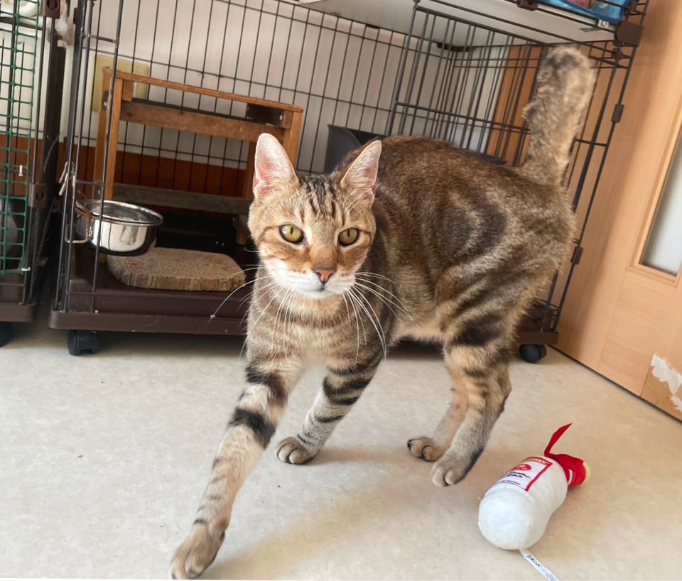 aoneco支援先_NPO法人動物愛護団体『LYSTA』2024年8月～9月活動報告 – aoneco Project